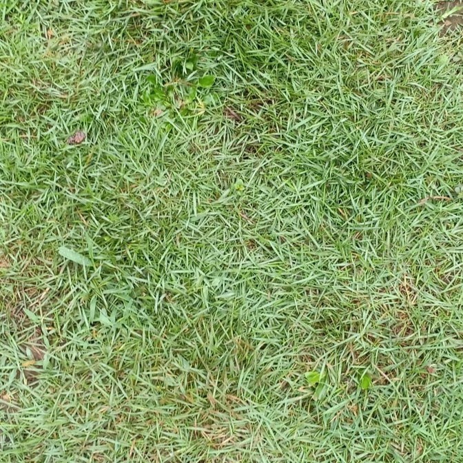 Jual biji rumput zoysia matrella - benih rumput zoysia matrella ...