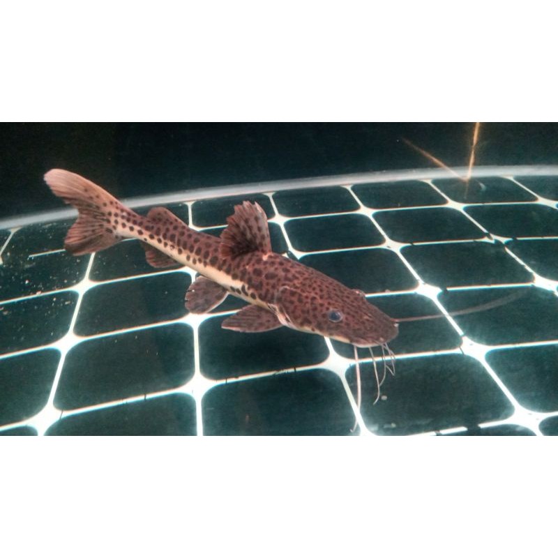 Jual leopard catfish | Shopee Indonesia