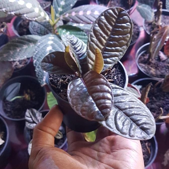 Jual Labisia Sp Borneo besar tanaman paludarium vivarium terrarium COD ...