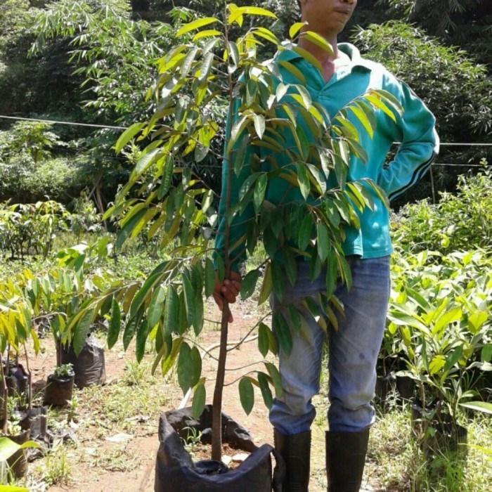 Jual Bibit Durian Super Tembaga Okulasi Tinggi 1,5 Meter - Bibit Unggul | Shopee Indonesia