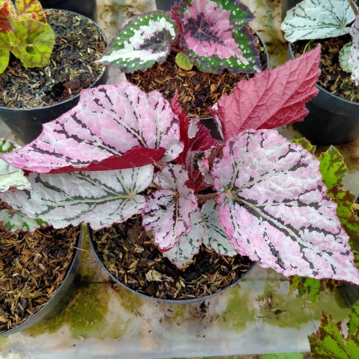 Jual Bunga / Tanaman Hias Begonia Batik Cocok Untuk Hiasan Rumah Taman ...