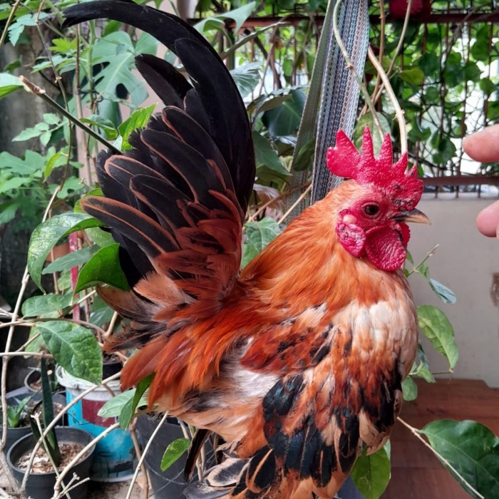 Jual AYAM HIAS (AYAM SERAMA/AYAM KATE/KATE WALIK/AYAM PELUNG/ANAKAN ...