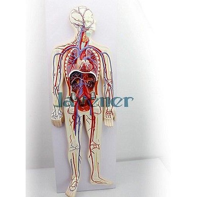 Jual Simulation Human Anatomical Blood Circulatory System Anatomy ...