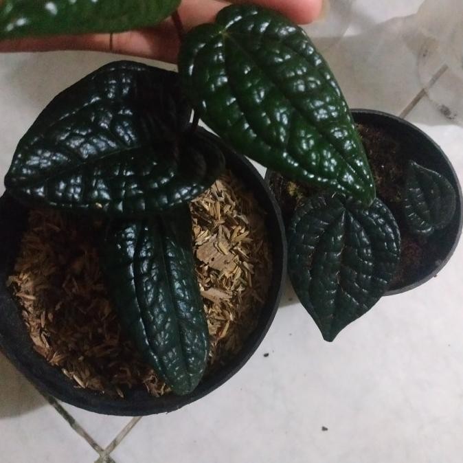 Jual promo paket 2 pot tanaman sirih hitam asli langka | Shopee Indonesia