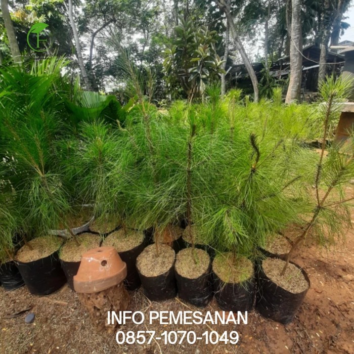 Jual Tanaman Hias Cemara Pinus - Pohon Cemara Pinus - Bibit Cemara ...