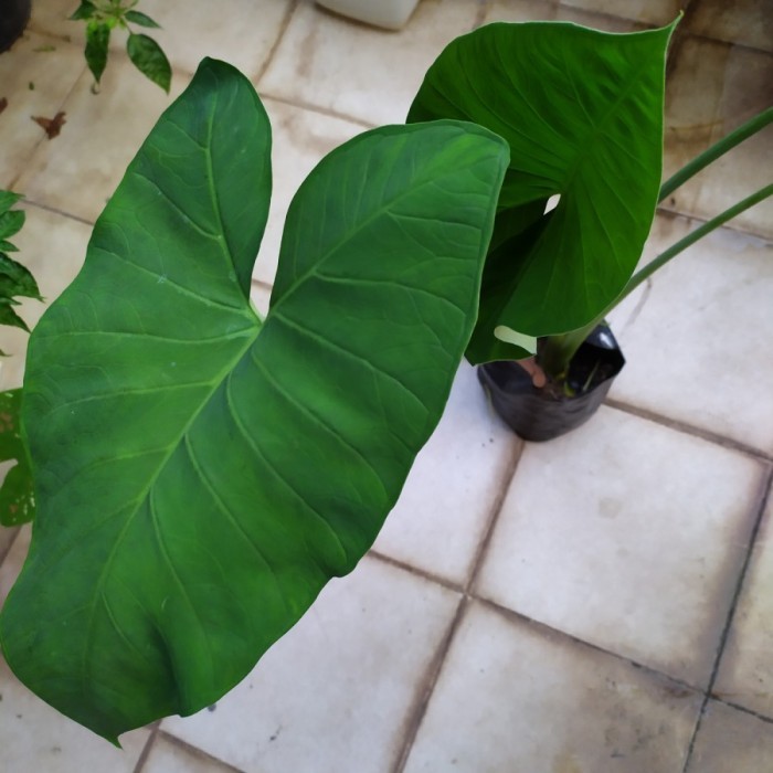 Jual Bibit Talas Hutan Beneng Tanaman Hias Langka Daun Tales sente ...