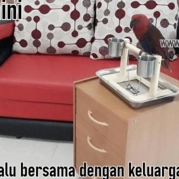 Jual Perch Tangkringan Mini Training Untuk Burung Parrot | Shopee Indonesia