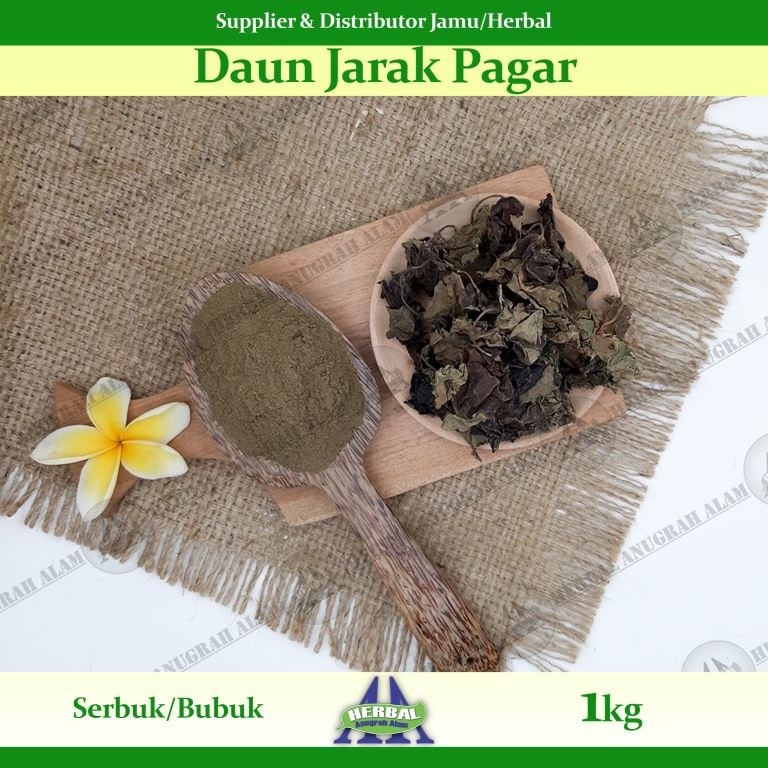 Jual Daun Jarak Pagar (Bubuk) 1Kg | Jatropha Curcas - 100% Murni #Herbal | Shopee Indonesia