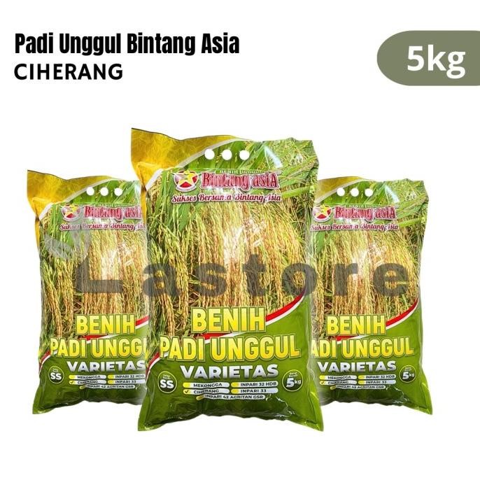 Jual BENIH PADI HIBRIDA SUPER UNGGUL CIHERANG 5KG BINTANG ASIA 0310T | Shopee Indonesia
