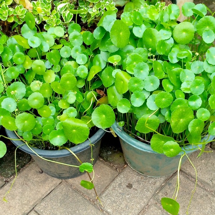 Jual ris tanaman pegagan air/tanaman herbal/pohon antanan di pot besar ...