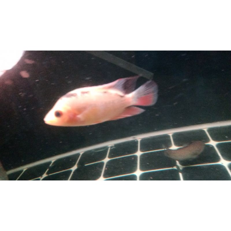 Jual ikan hias red Devils | Shopee Indonesia