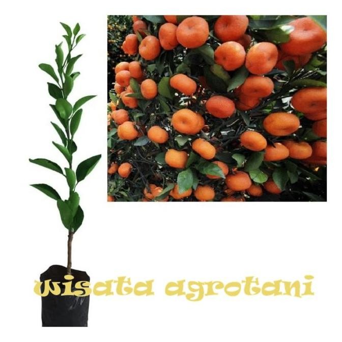 Jual Bibit Tanaman Pohon Jeruk Santang Madu Bibit Santang Madu Buah Jeruk MANTEP | Shopee Indonesia
