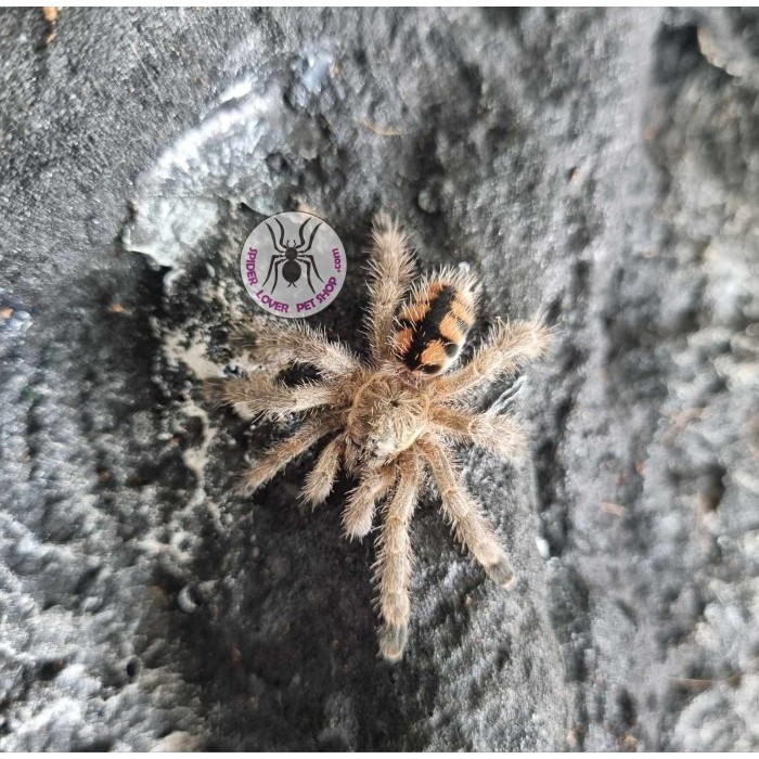 Jual Avicularia Minatrix Juvi Tarantula Terbaru | Shopee Indonesia