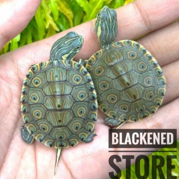 Jual Venusta / Peacock Slider Kura Air / Turtle | Shopee Indonesia