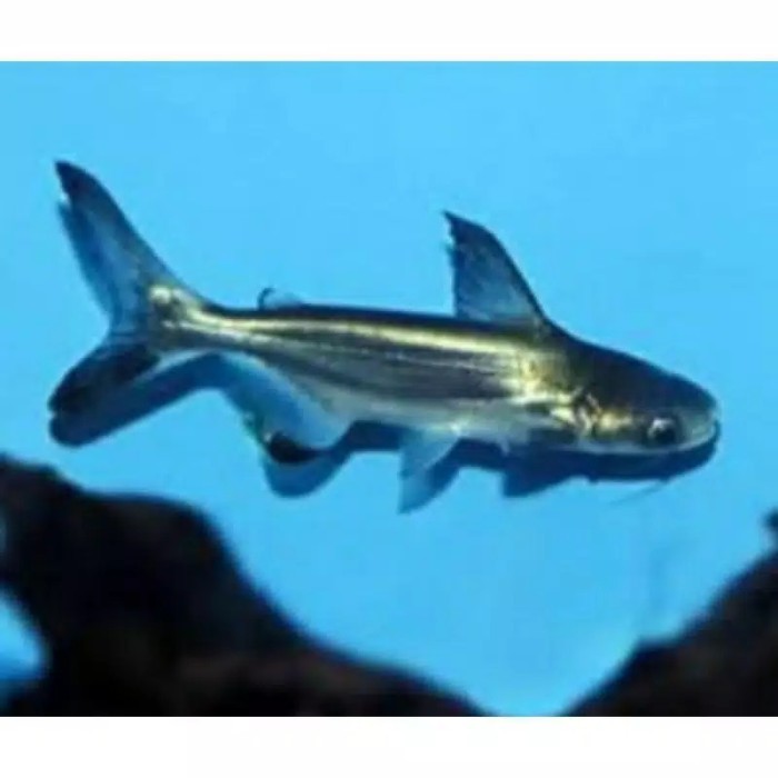 Jual Terlaris Genghis Khan Hiu Paroon Shark Catfish Mekon | Shopee ...