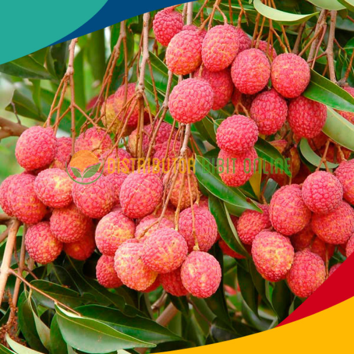Jual LIMITED EDITION Bibit Buah Leci kom Cangkok | Shopee Indonesia