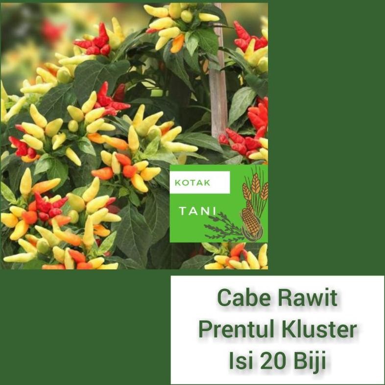 Jual 20 Benih Cabe Rawit Prentul Kluster Sayuran Buah Berkualitas ...