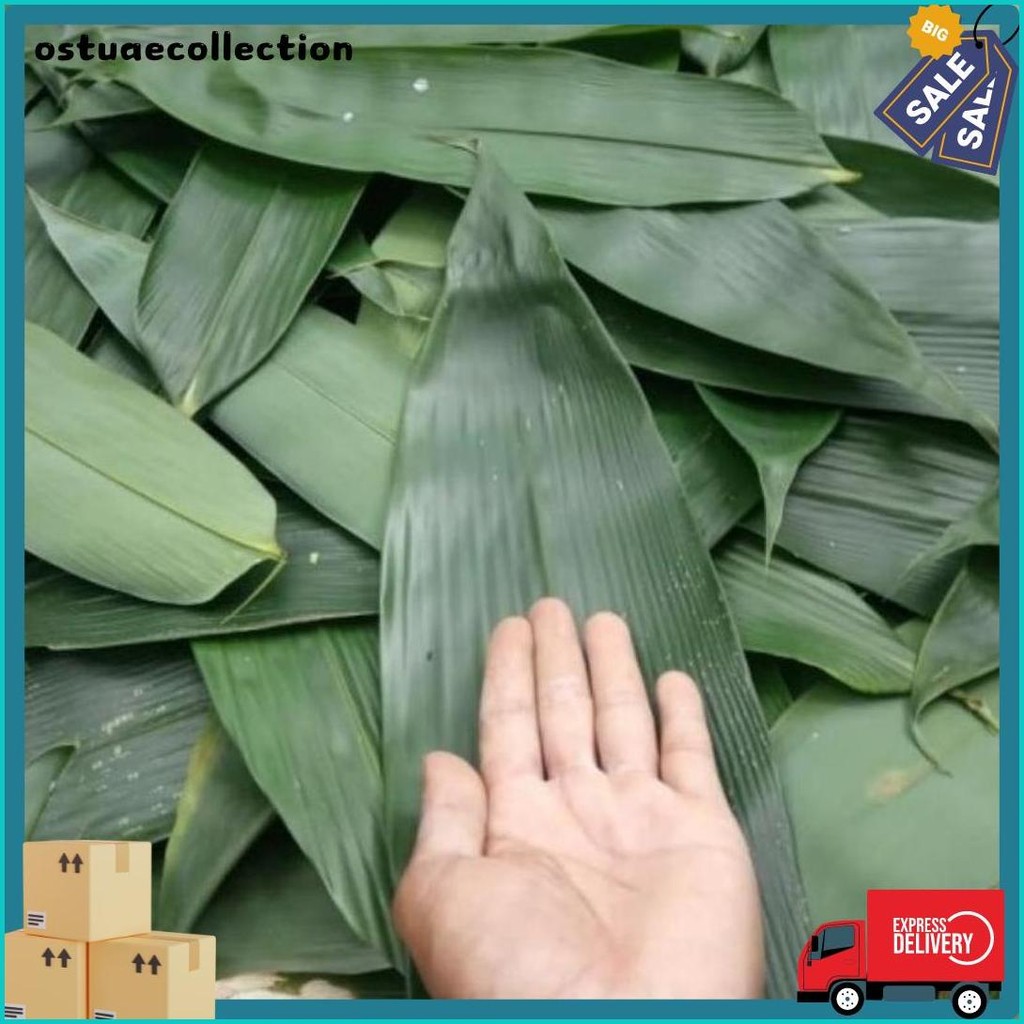 Jual Promo : 100 Lembar Daun Bambu Big Size 10-15Cm Fresh Bungkus ...
