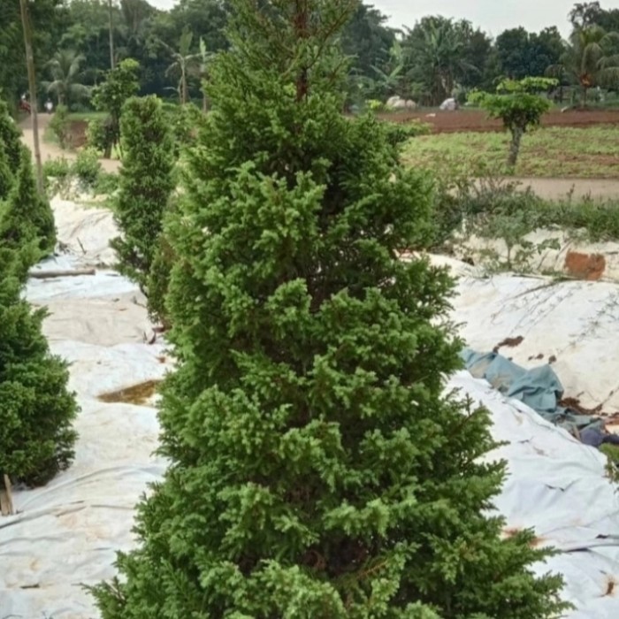 Jual Pohon cemara pua pua natal asli tinggi 200cm/220cm | Shopee Indonesia