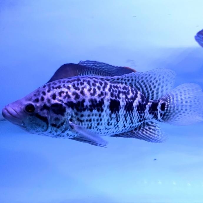 Jual NEW IKAN HIAS IKAN JAGUAR CICHLID TANKMATE IKAN DATZ | Shopee ...
