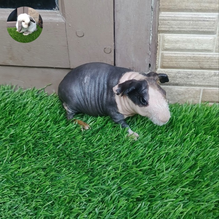 Jual marmut/guinea pig skinny belang | Shopee Indonesia