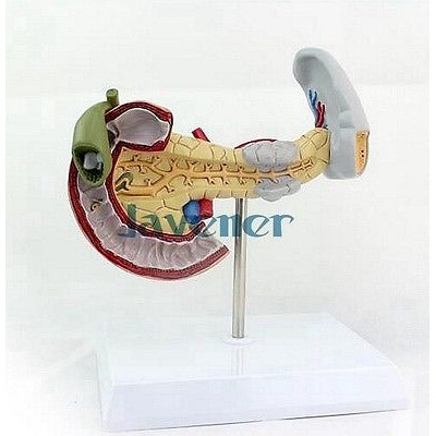 Jual Human Anatomical Pancreas Duodenum Spleen Anatomy Medical ...