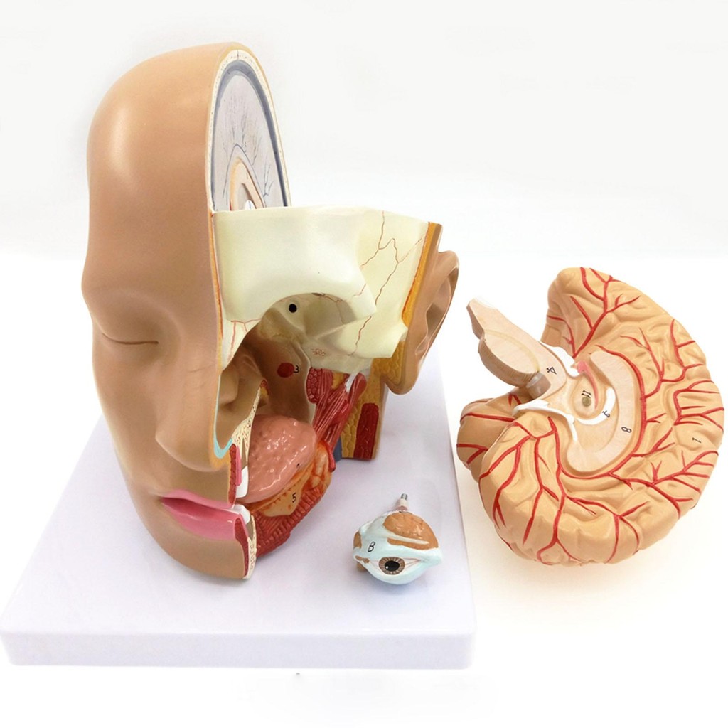 Jual 4 Part Human Head Skull Brain Anatomy Anatomical Oral ...