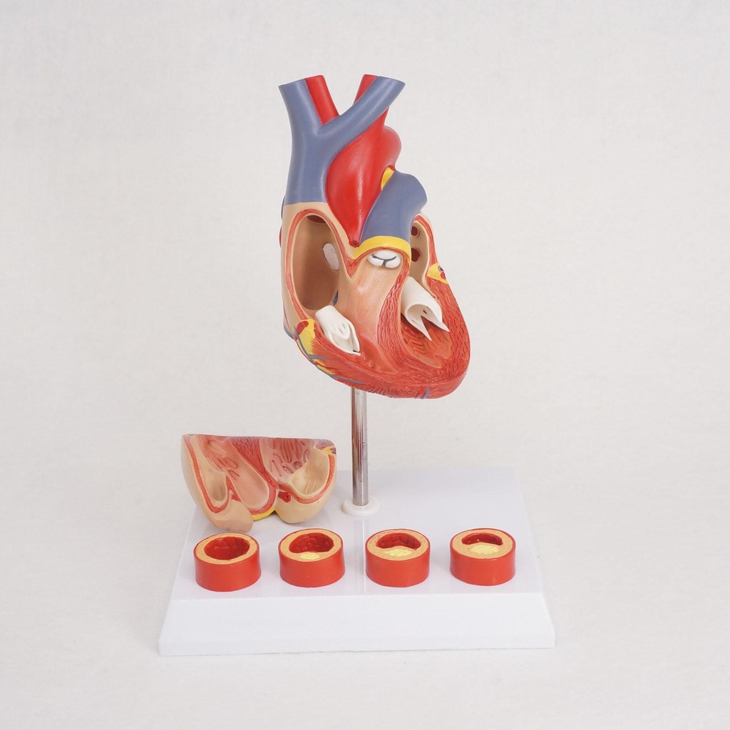 Jual Life Size Human Heart Anatomy Model With 4 Stage Vascular Mounted ...