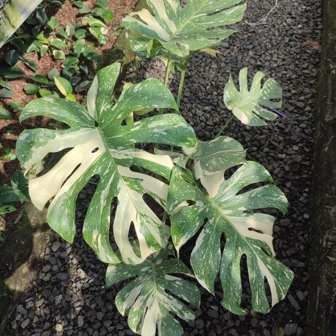 Jual tanaman hias Monstera ivory Variegated 7 K | Shopee Indonesia