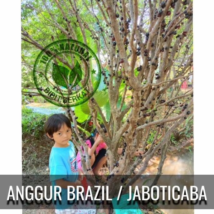 Jual POHON ANGGUR BRAZIL JABOTICABA | Shopee Indonesia