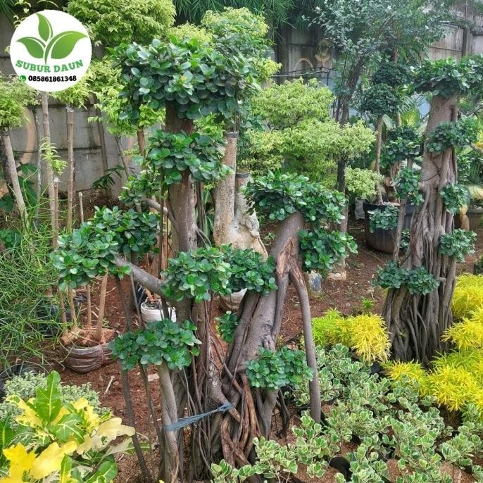 Jual Pohon bonsai micro super/Bonsai Micro murah | Shopee Indonesia