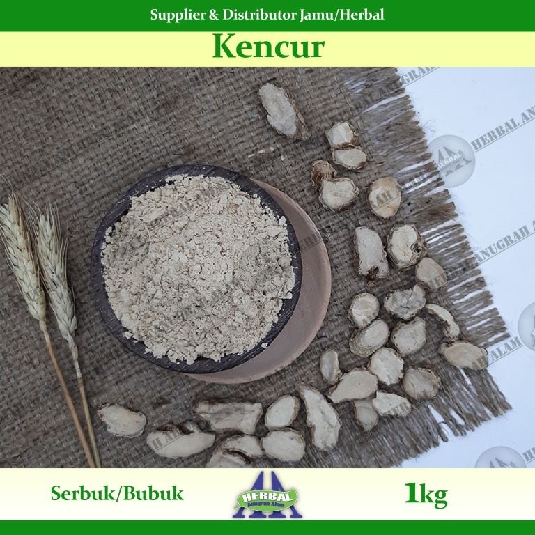 Jual Kencur (Bubuk) 1Kg | Kaempfera Galanga | Cikur - 100% Murni # ...
