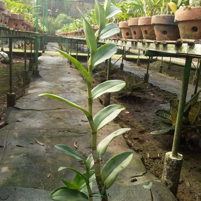 Jual ris Anggrek.Dendrobium Violaceoflavens (Anggrek Besi Papua ...