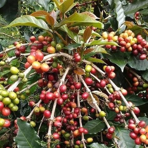 Jual Benih Kopi Robusta Unggul Robusta Coffe Seed | Shopee Indonesia