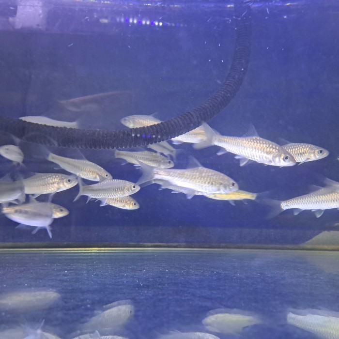 Jual IKAN NEO HETER BLUE MAHSEER CHINA | Shopee Indonesia