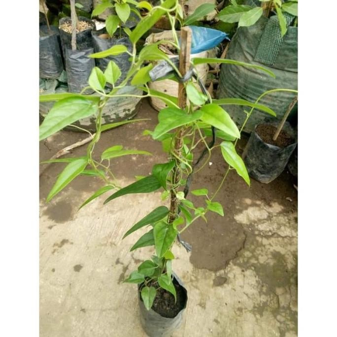 Jual Bibit Tanaman Cinc Hij Rambat pohon tanaman tanaman buah MANTEP ...