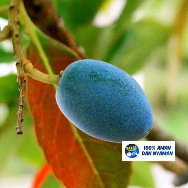Jual Bibit jenitri unggul | Shopee Indonesia