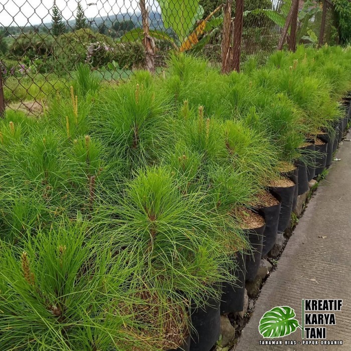 Jual Pohon cemara pinus - Tanaman cemara pinus tinggi 40/50cm | Shopee ...