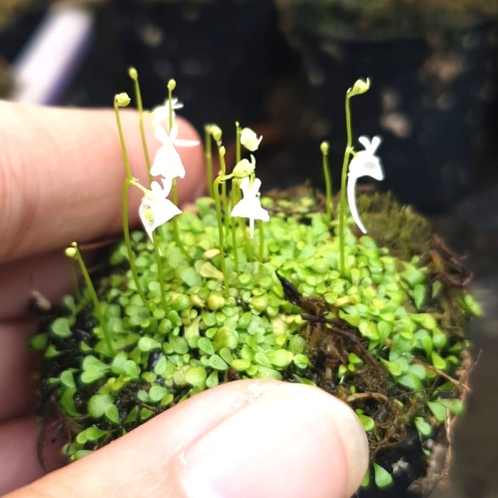 Jual Tanaman Karnivora Utricularia Sandersoni White Flower | Shopee ...