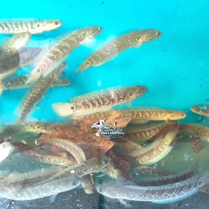 Jual NEW IKAN HIAS IKAN CHANNA ASIATICA SNAKEHEAD | Shopee Indonesia