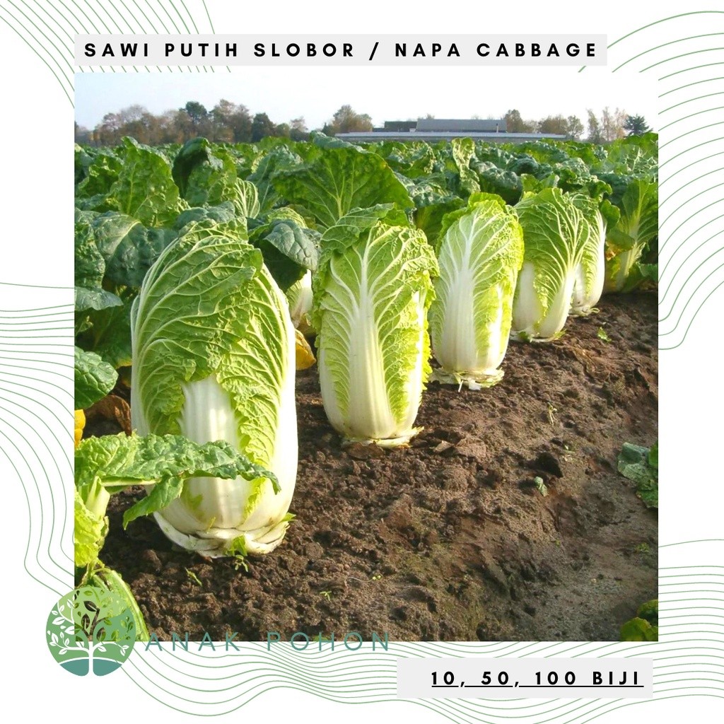 Jual Benih Bibit Biji - Sawi Putih Slobor Napa Cabbage Sawi Kimchi ...