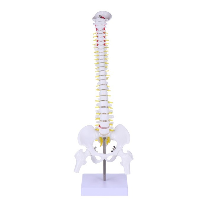 Jual Model Spine Anatomy Human Spinal Anatomical Models Training Lumbar ...