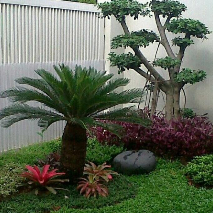 Jual Tanaman Hias Langka Pohon Sikas Big Size Rimbun Subur Khusus ...