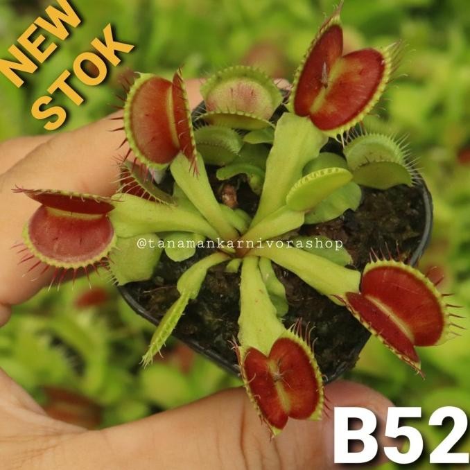 Jual Venus Flytrap B52 Tanaman Karnivora (Tanaman Hias) Carnivor | Shopee Indonesia