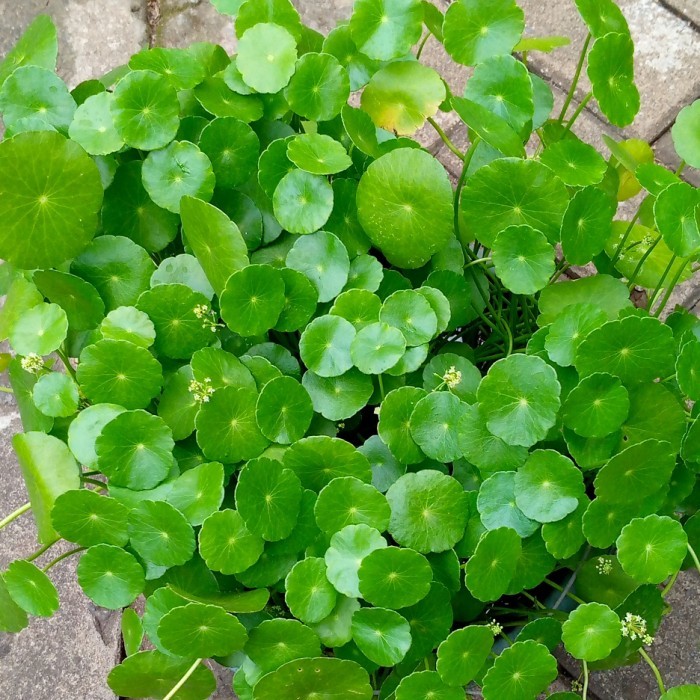 Jual Tanaman Pegagan Air/Tanaman Herbal/Pohon Antanan Di Pot Besar ...