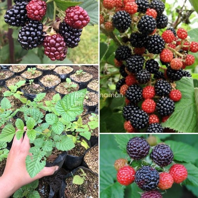 Jual FRES Bibit buah black raspberry import rasberi hitam tanaman ...