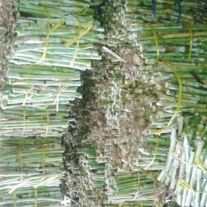 Jual Viral Super Bibit Kolonjono Rumput Raja King Grass Perkilo ...