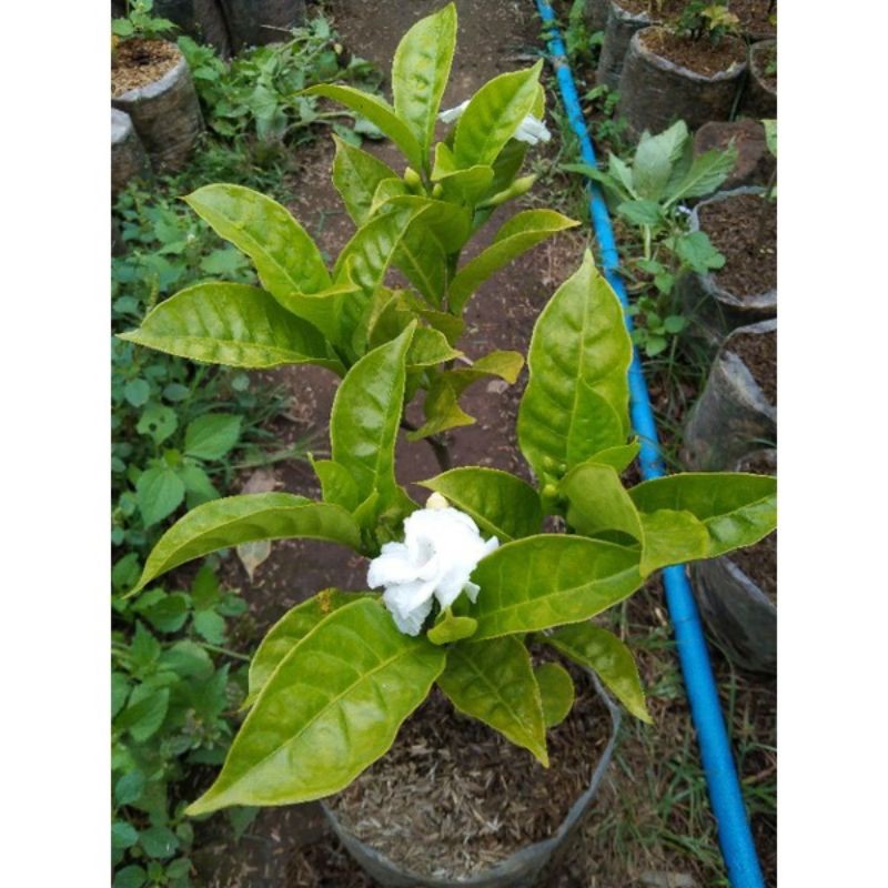 Jual BUNGA MONDOKAKI MELATI / BUNGA MANDHAKAKI ( MANAKAKI ) | Shopee ...