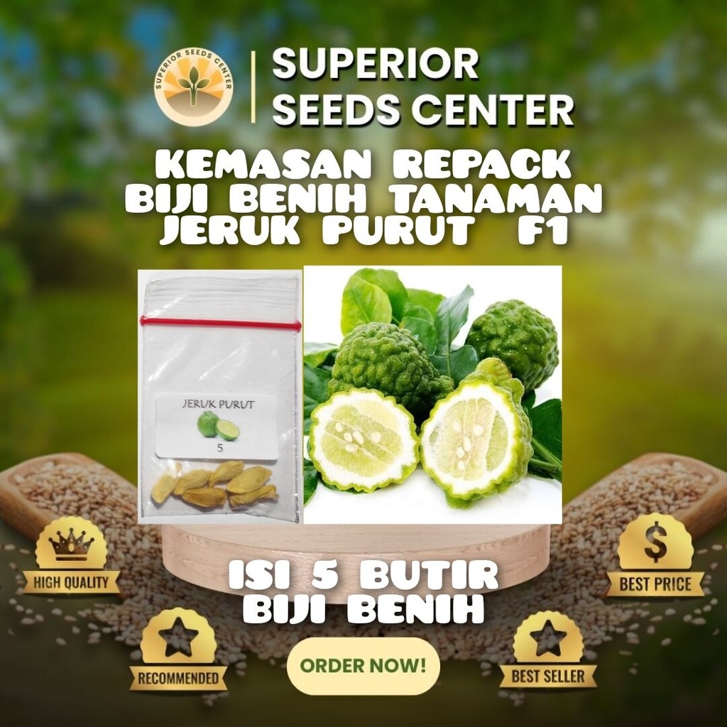 Jual 5 Butir Biji Benih Tanaman Jeruk Purut (Kemasan Repack Plastik ...