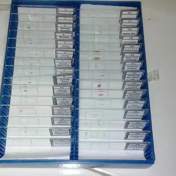 Jual preparat botani // mikroskop // preparat tumbuhan 30 buah BS76 ...